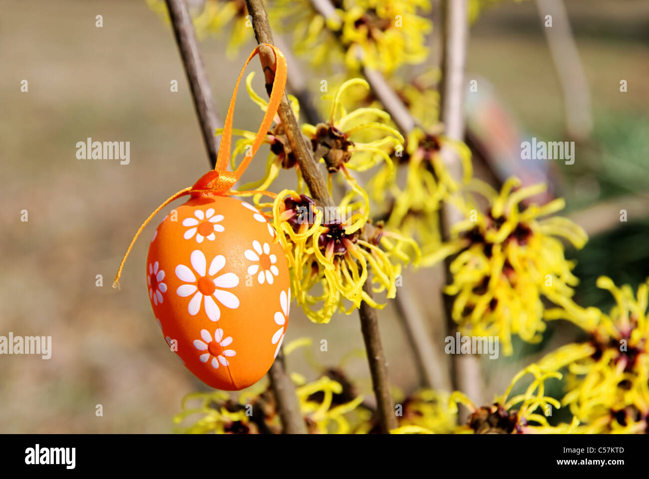 Osterstrauch hi-res stock photography and images - Alamy