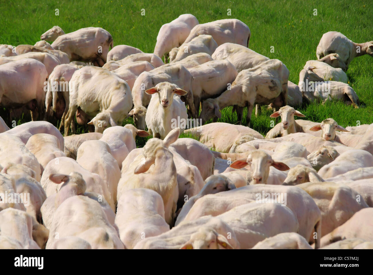 Schaf - sheep 31 Stock Photo - Alamy
