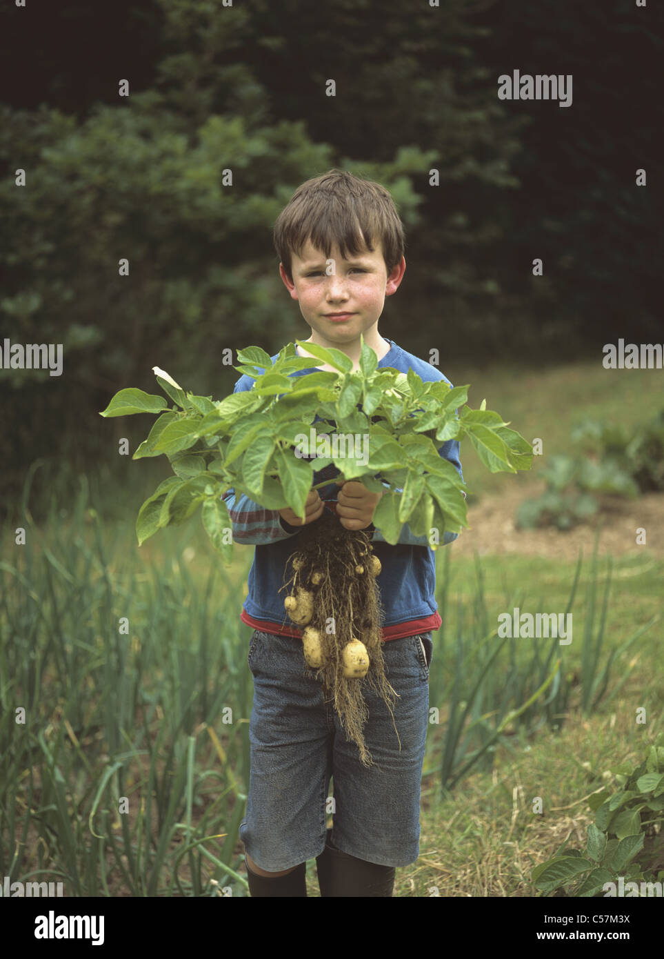 First Early Potato Crop High Resolution Stock Photography and Images ...