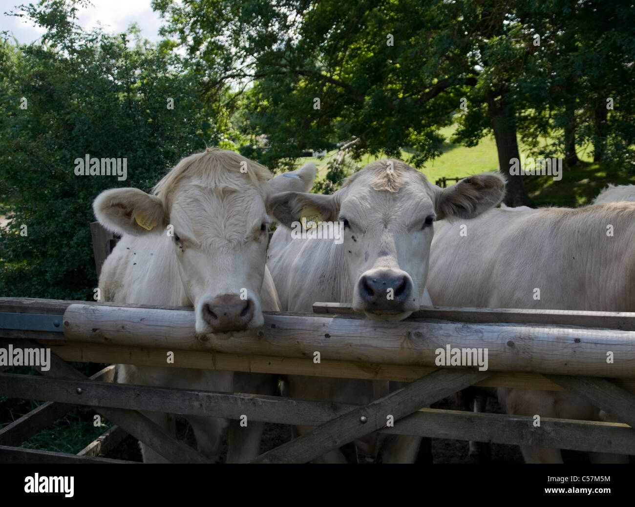 White cows in the shade Stock Photo - Alamy