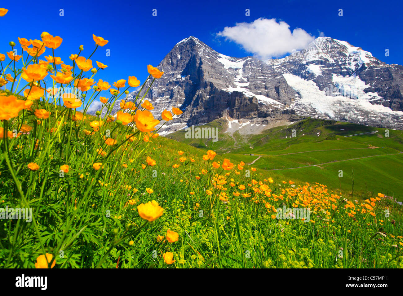 Alps, Alpine flora, view, mountain, mountain flora, mountain panorama ...
