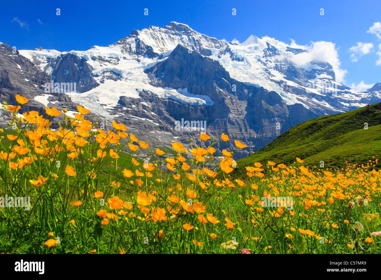 Alps, Alpine flora, view, mountain, mountain flora, mountain panorama ...