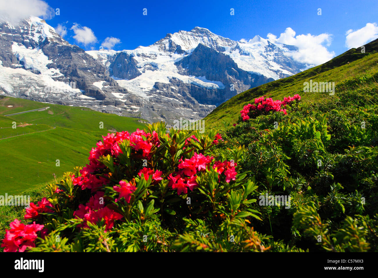 Alps, Alpine flora, Alpine rose, Alpine roses, view, mountain, mountain ...