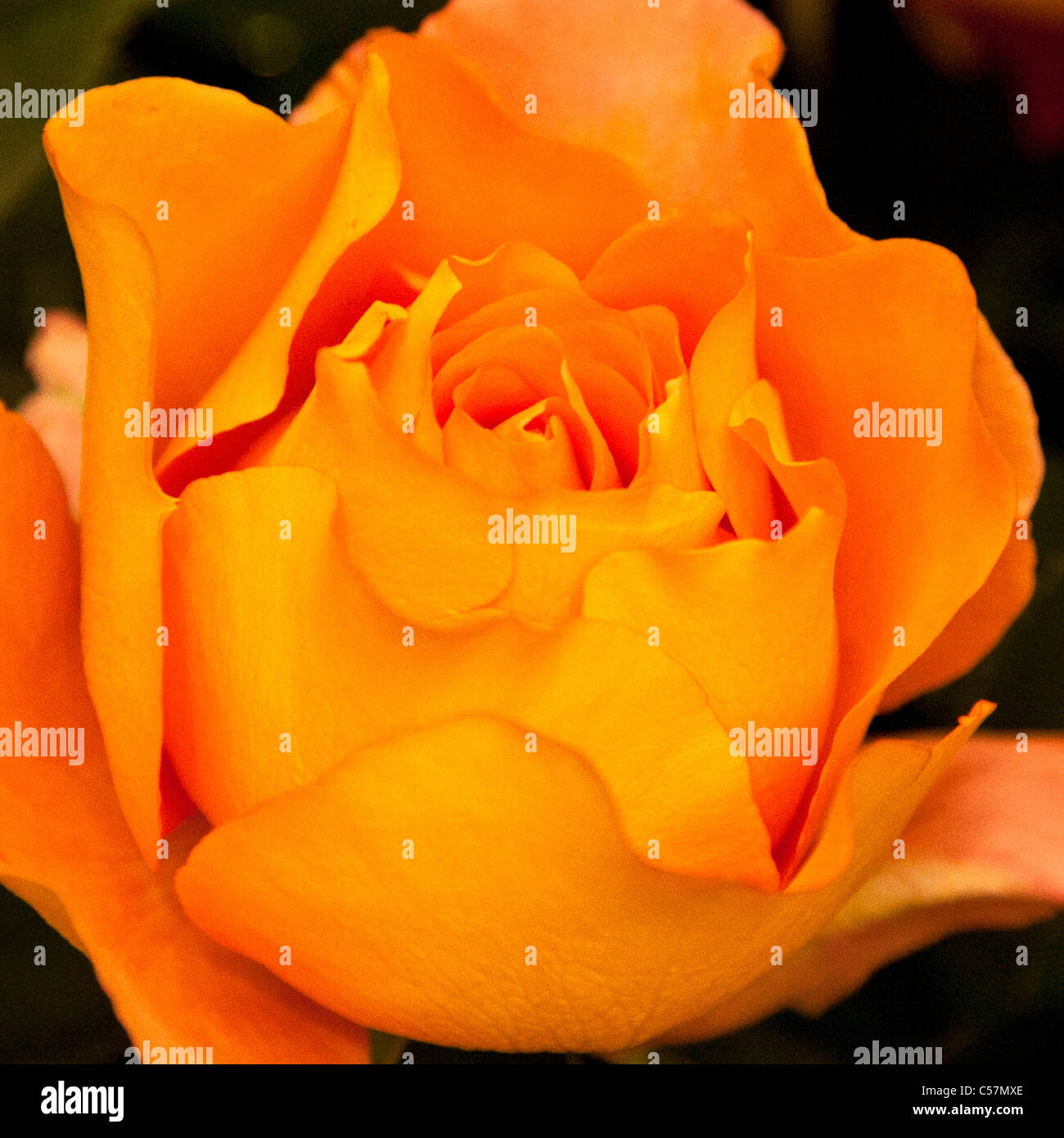 Apricot Coloured Rose Stock Photo - Alamy