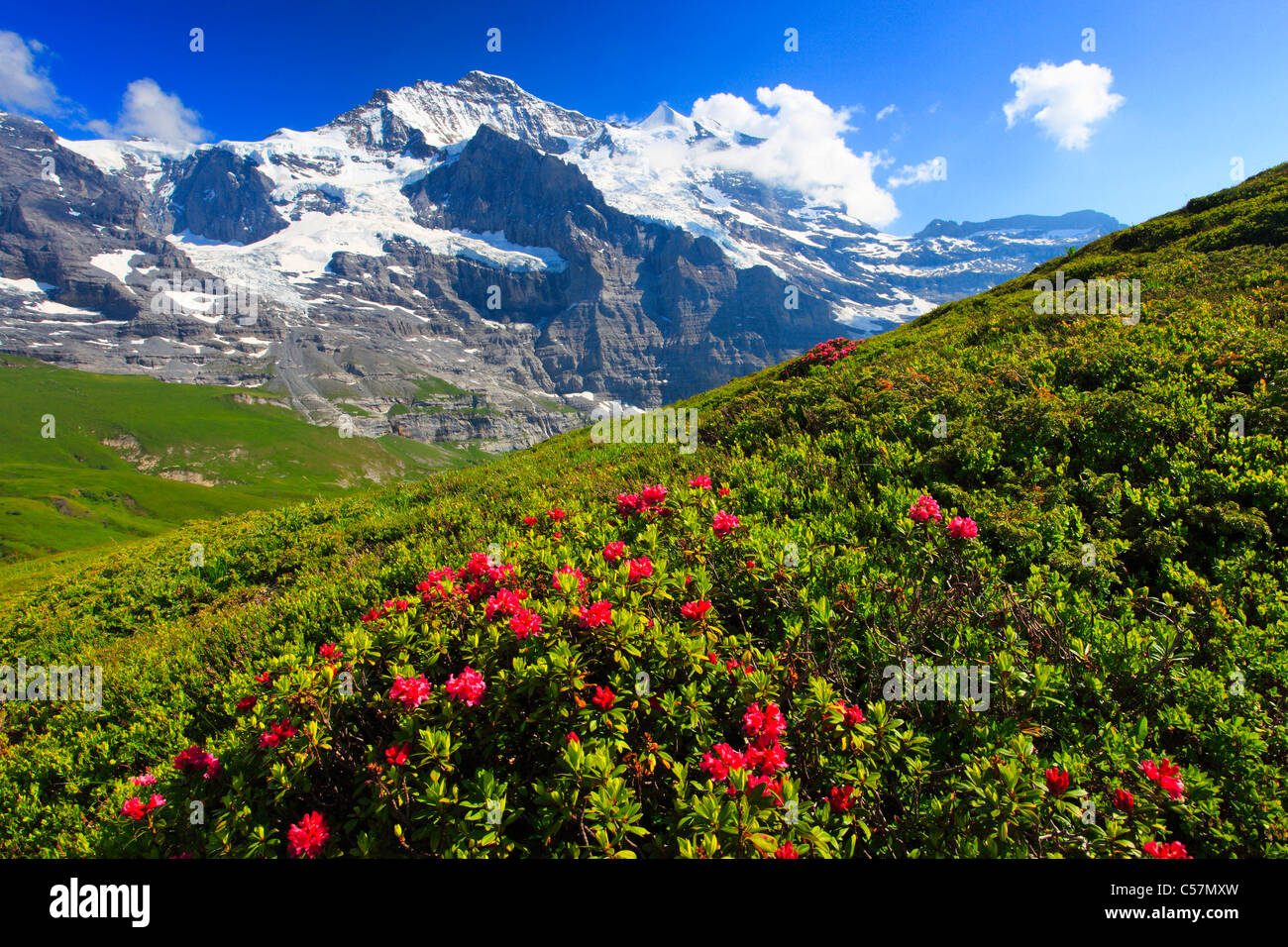 Alpine rose alpine roses hi-res stock photography and images - Alamy