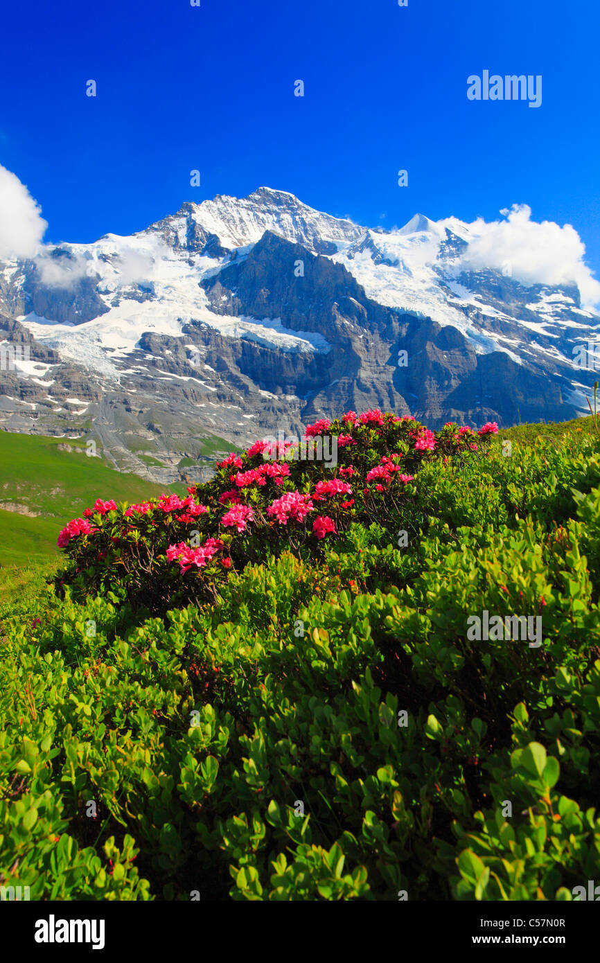 Alps, Alpine flora, Alpine rose, Alpine roses, view, mountain, mountain ...