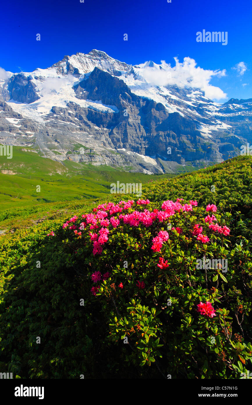Alps, Alpine flora, Alpine rose, Alpine roses, view, mountain, mountain ...