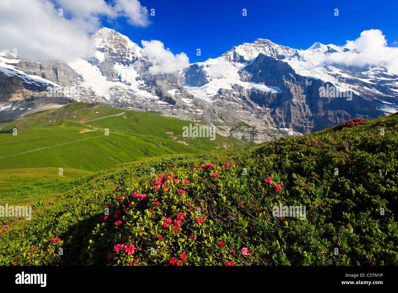 Alps, Alpine flora, Alpine rose, Alpine roses, view, mountain, mountain ...