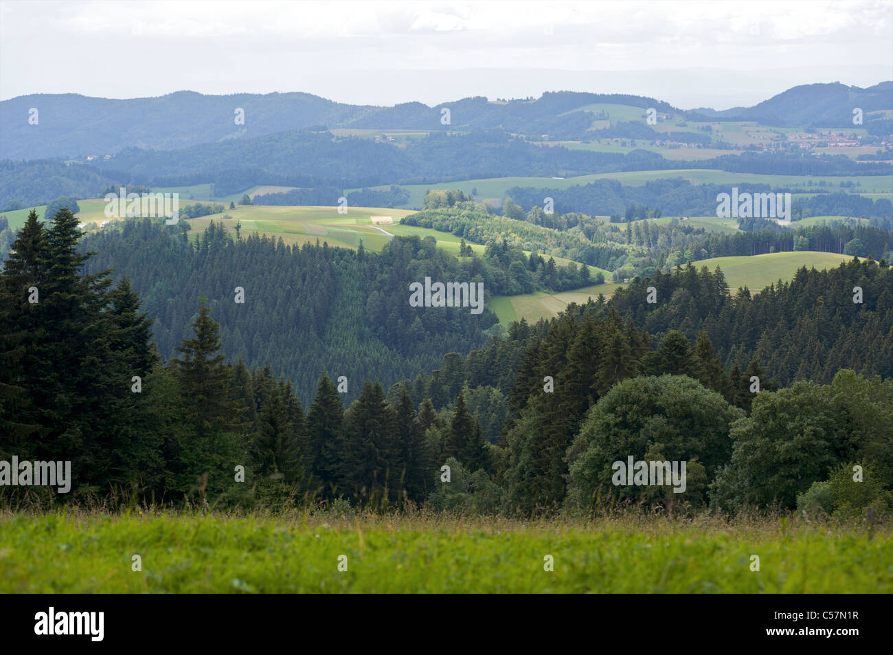 A green landscape with pine trees and hills in Schwarzwald, Baden ...