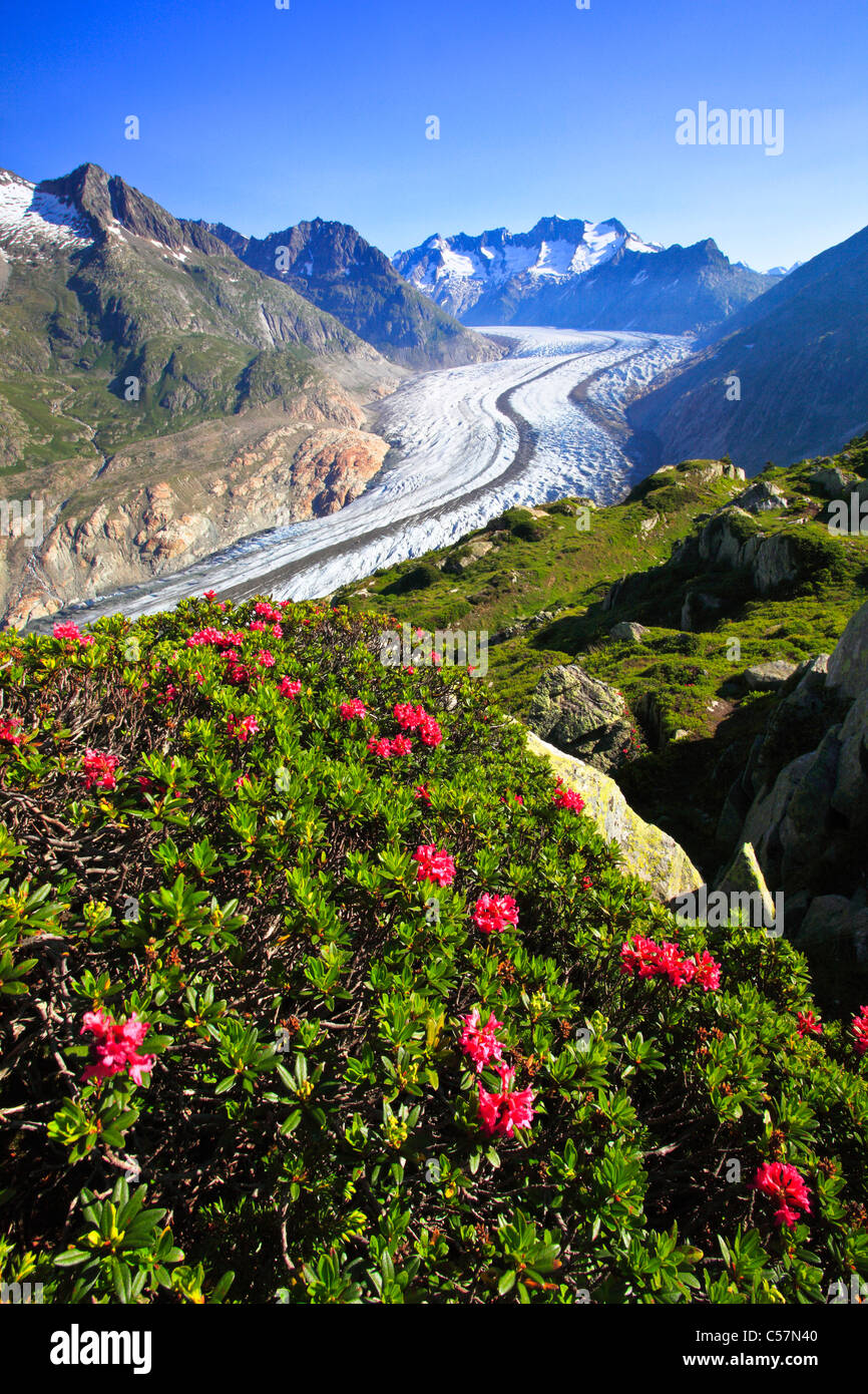 Aletsch, Aletsch glacier, Aletsch area, Aletsch glacier, Alps, Alpine ...