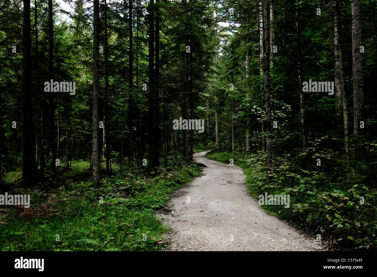 Hiking trail in forest Stock Photo - Alamy