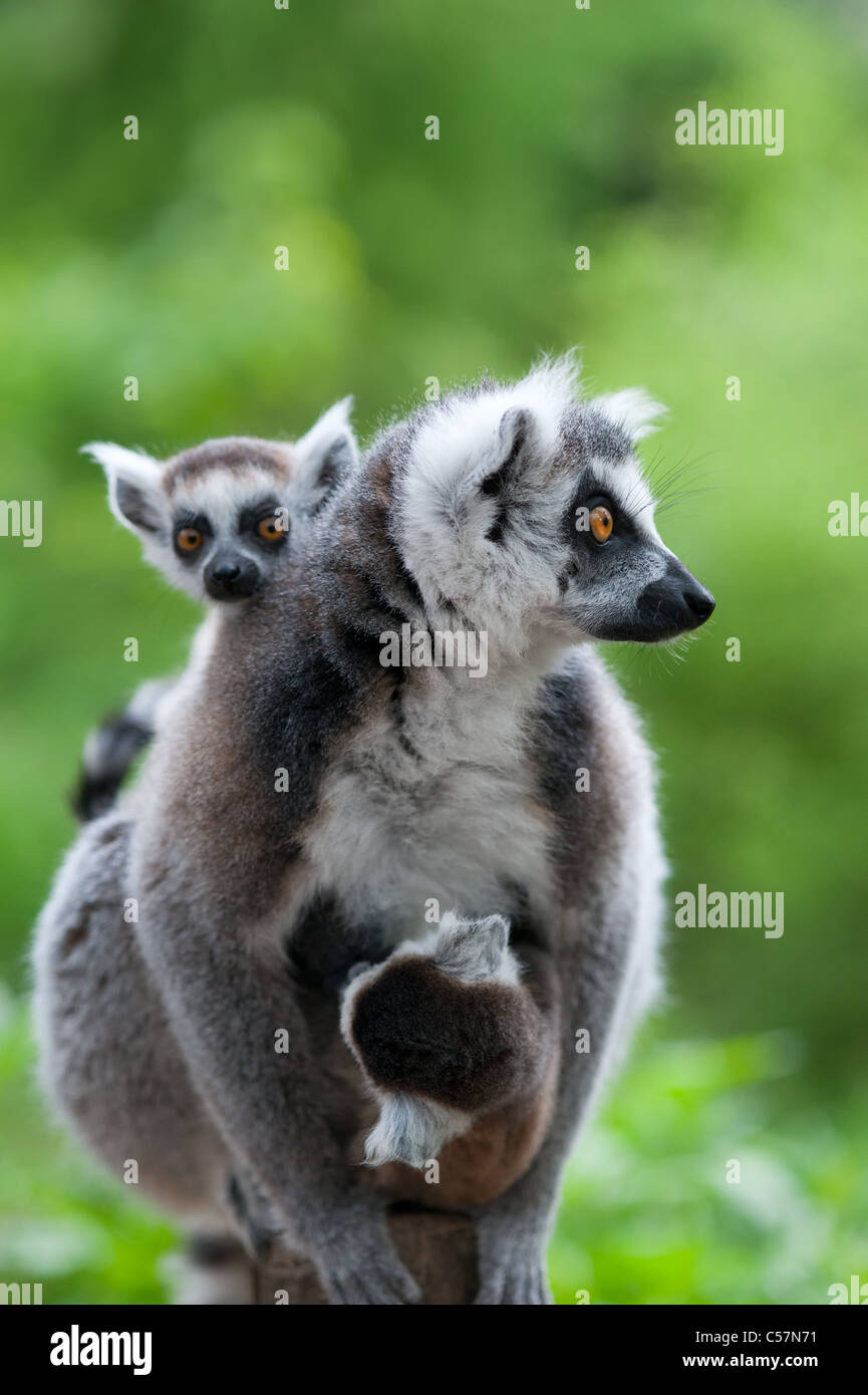 close-up of a ring-tailed lemur with her cute babies (Lemur catta Stock ...