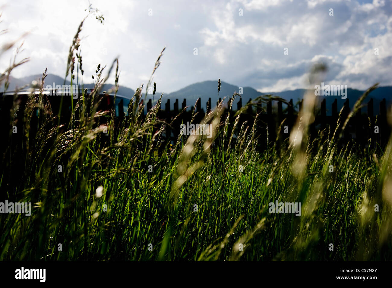 Wheat field with fence Stock Photo - Alamy