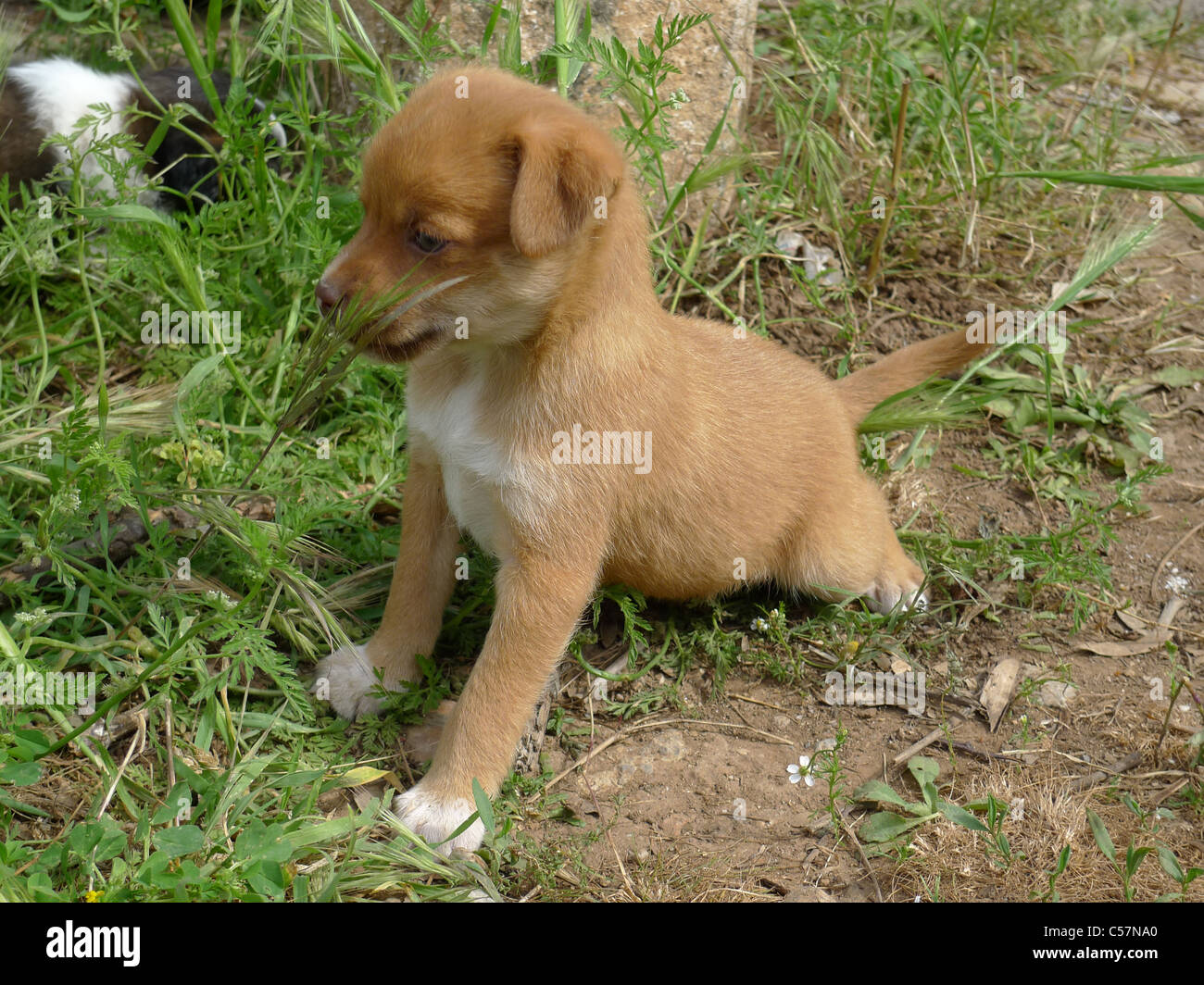 Dog stretching hi-res stock photography and images - Alamy