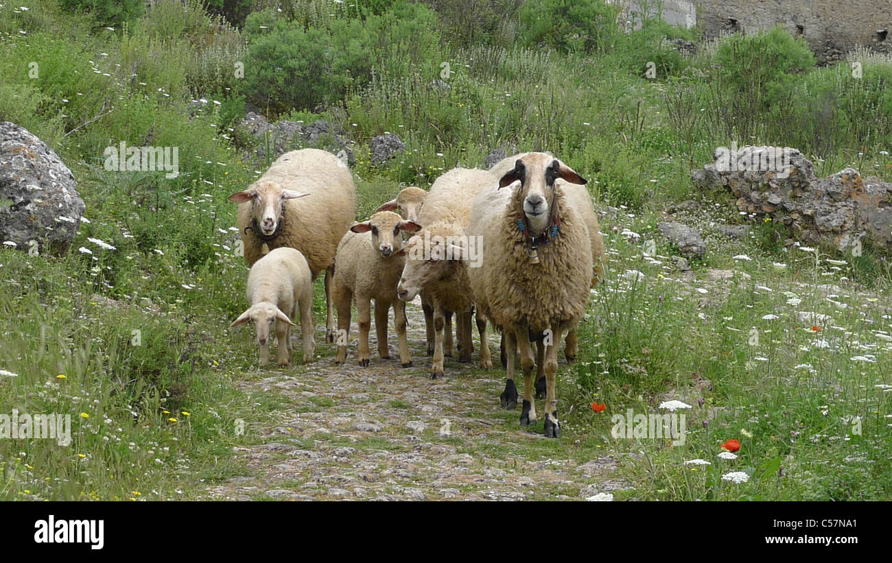 Posing sheep hi-res stock photography and images - Alamy