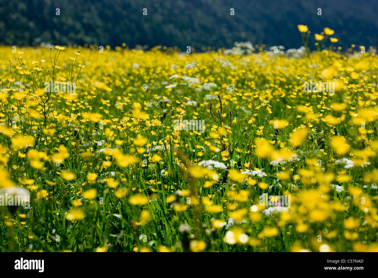 Field of yellow flowers Stock Photo - Alamy