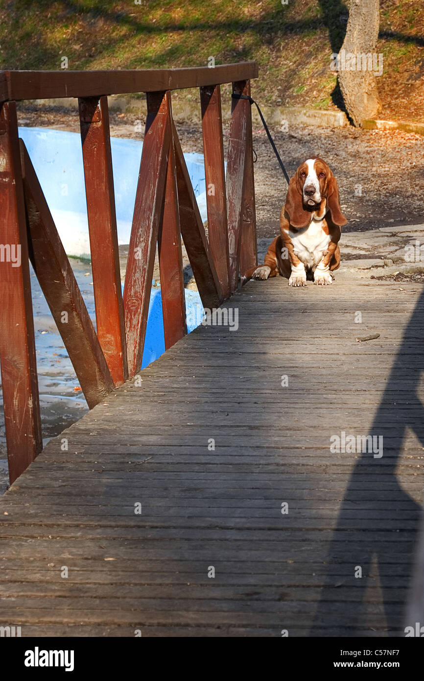Sad dog hi-res stock photography and images - Alamy