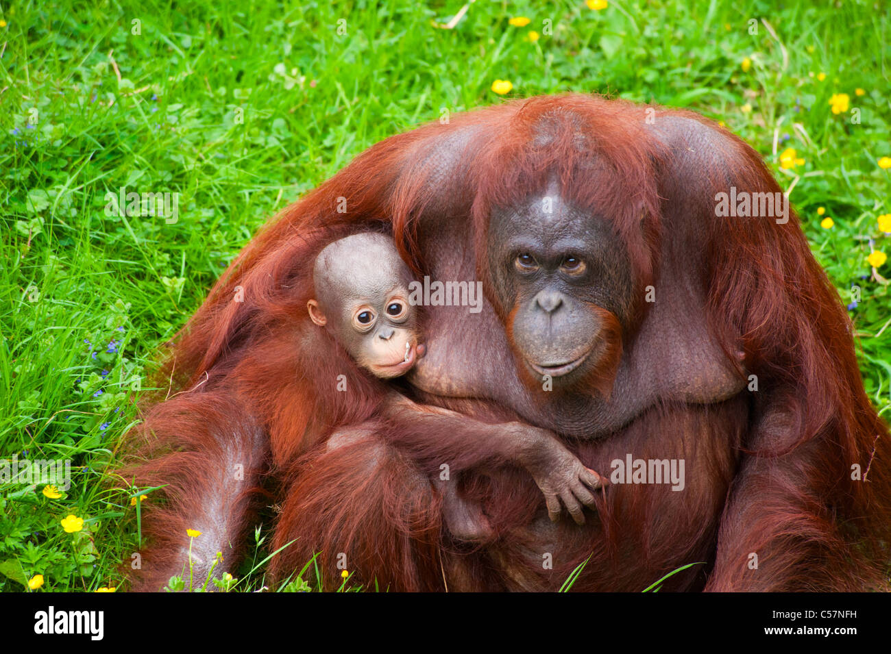 Baby Orangutan And Mother