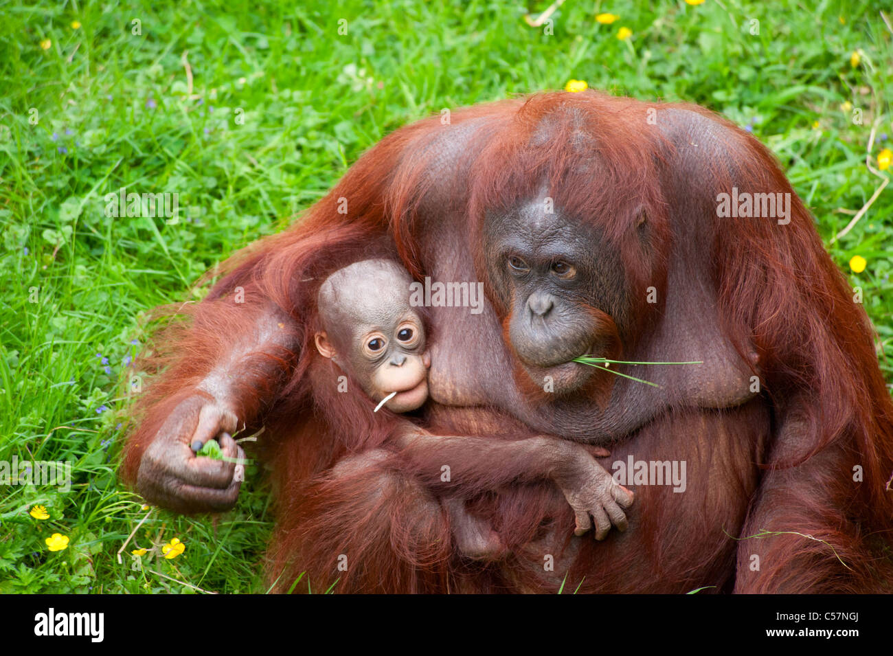 Baby orangutan mother hi-res stock photography and images - Alamy