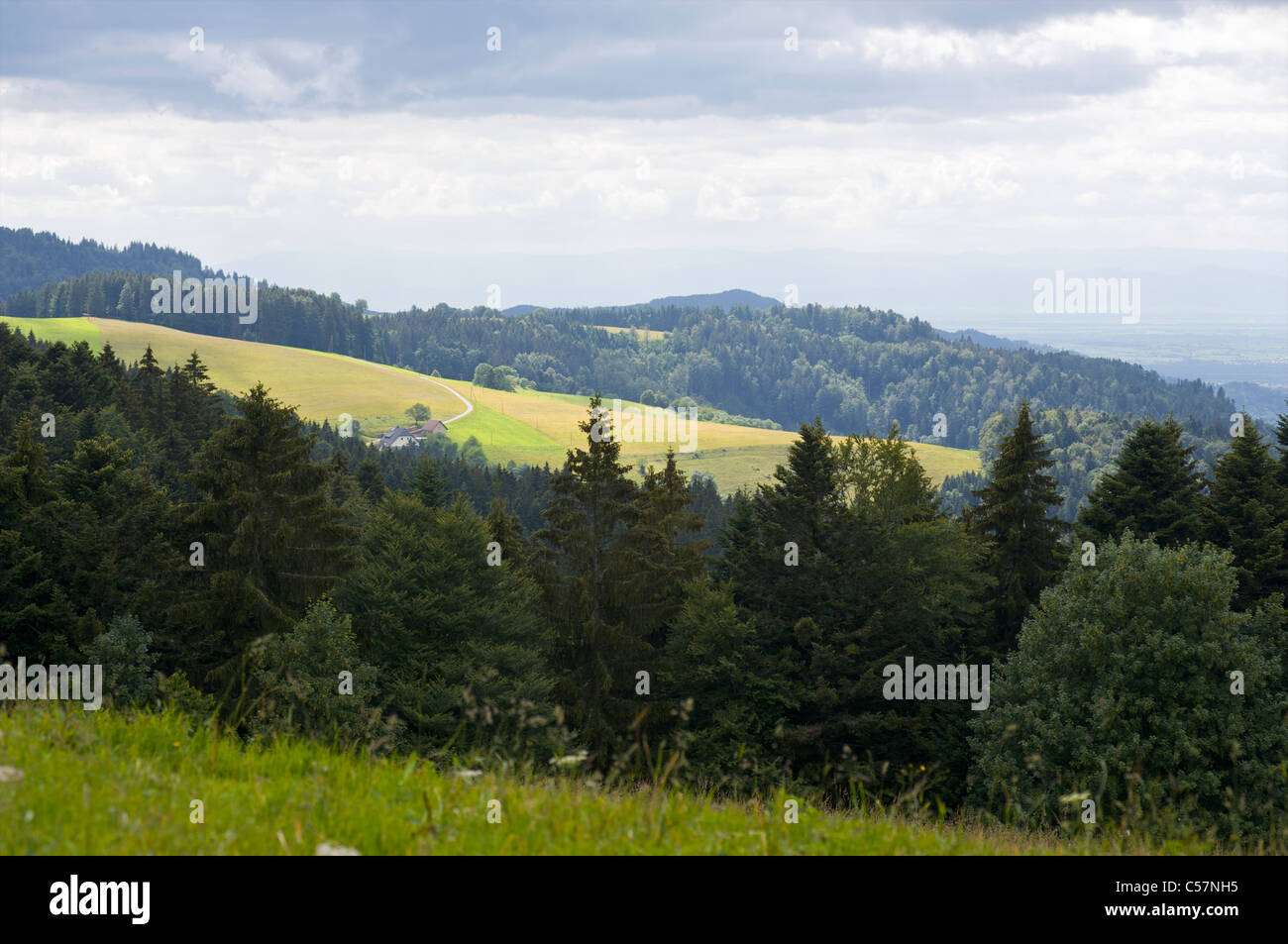 A green landscape with pine trees and hills in Schwarzwald, Baden ...