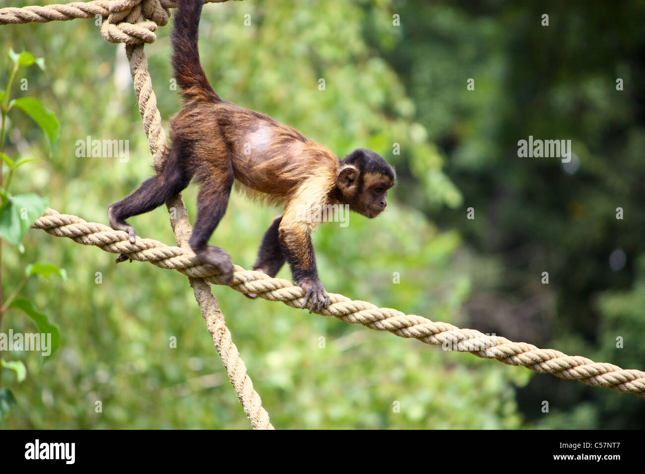 Small brown capuchin monkey on the ropes Stock Photo - Alamy