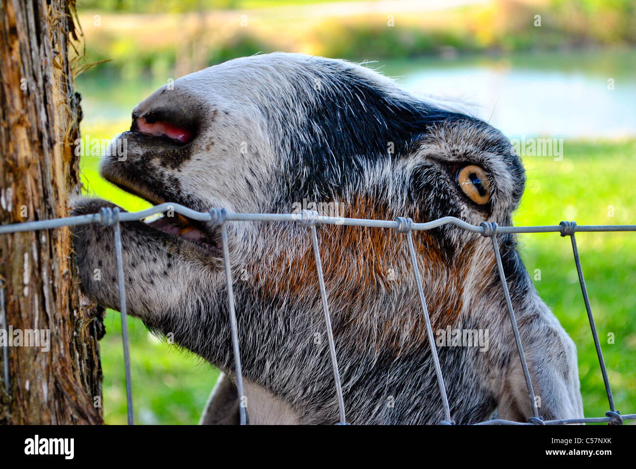 A close up of the goat on the farm Stock Photo - Alamy