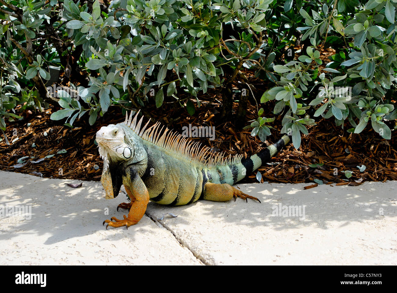 Iguana crawling out of the bushes Stock Photo - Alamy