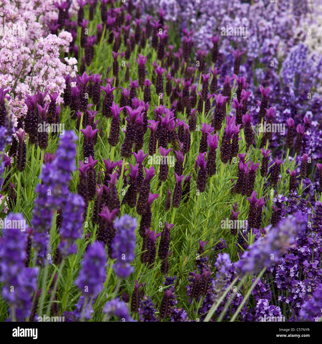 Mix of Lavenders Stock Photo - Alamy