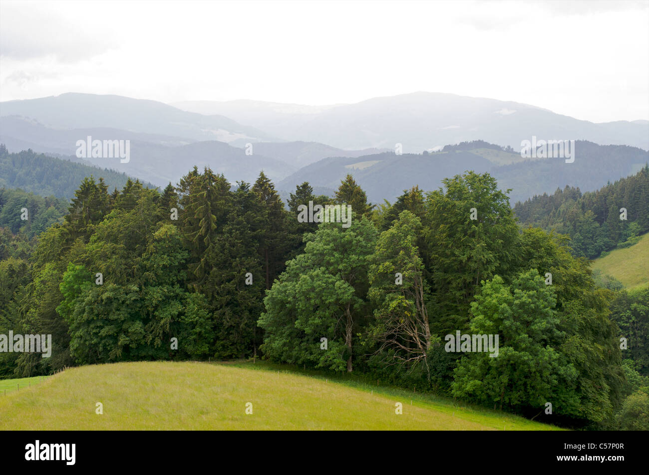 Trees forest different shades hi-res stock photography and images - Alamy