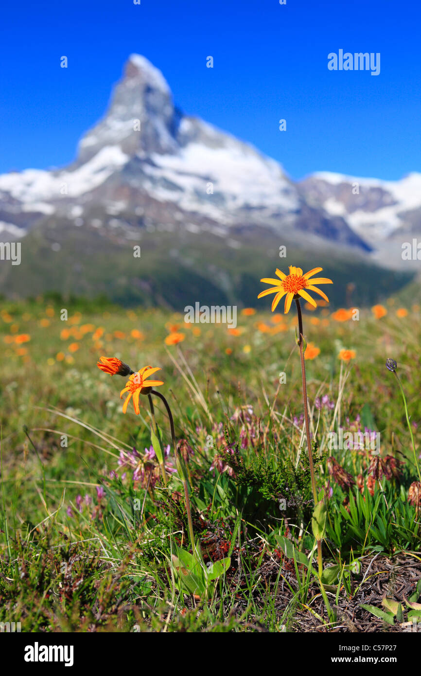 Alps, Alpine flora, Arnica montana, arnica, view, mountain, mountain ...