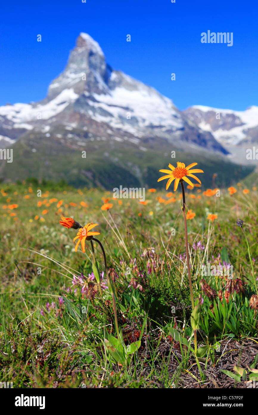 Alpine arnica hi-res stock photography and images - Alamy