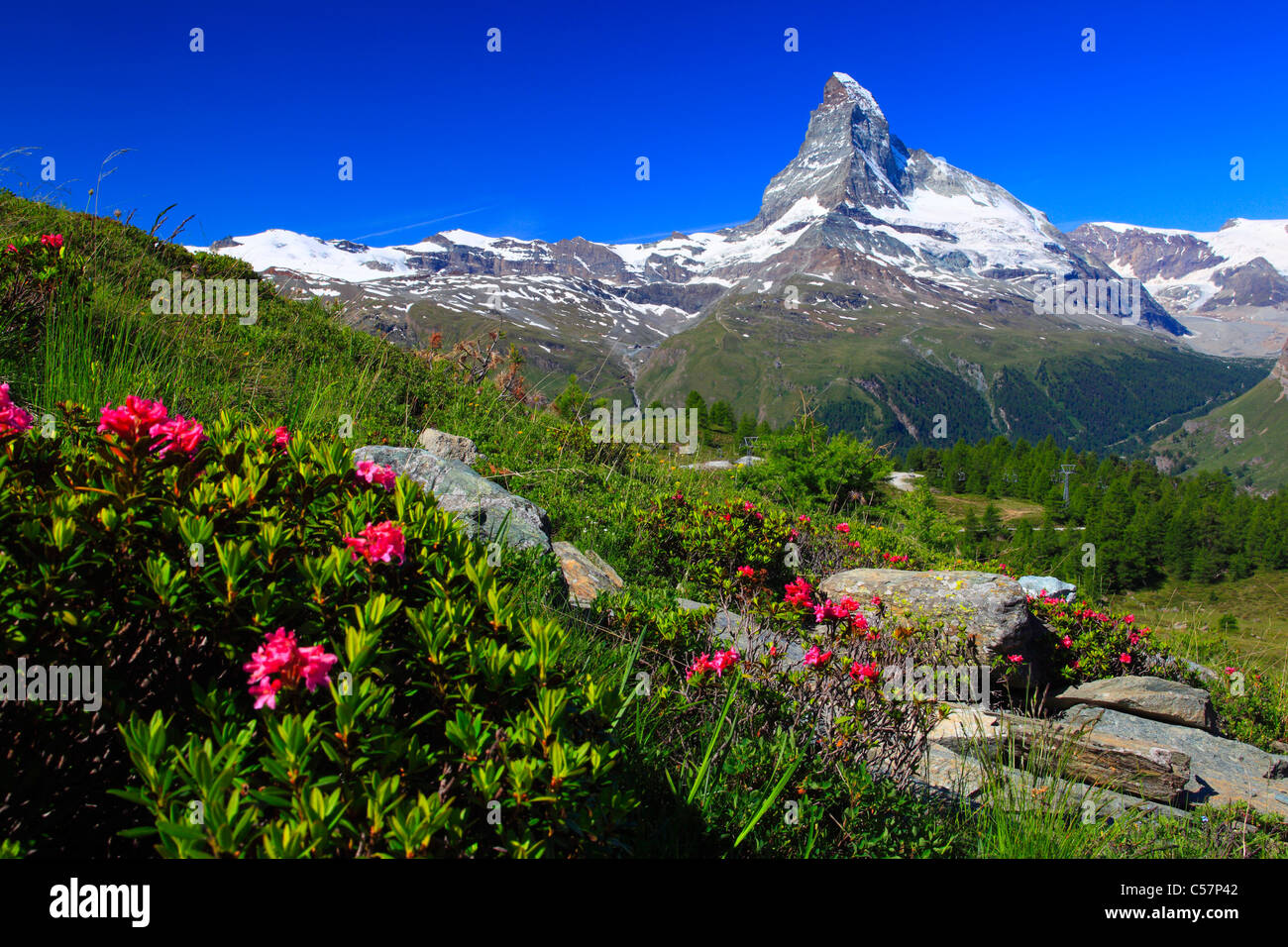 Alps, Alpine flora, Alpine panorama, Alpine rose, Alpine roses, view ...