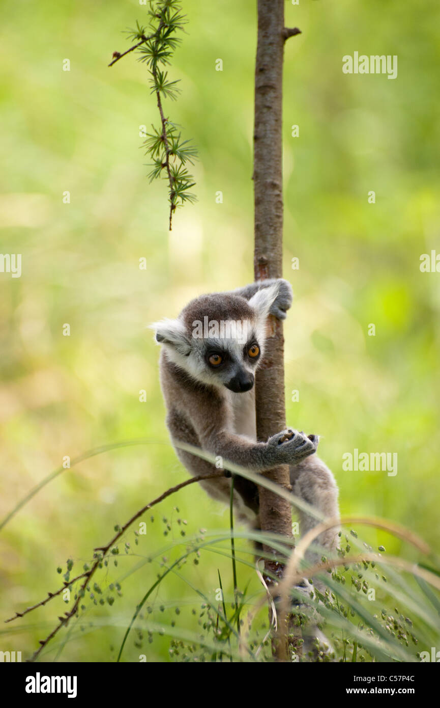 close-up of a cute ring-tailed lemur baby climbing a tree (Lemur catta ...