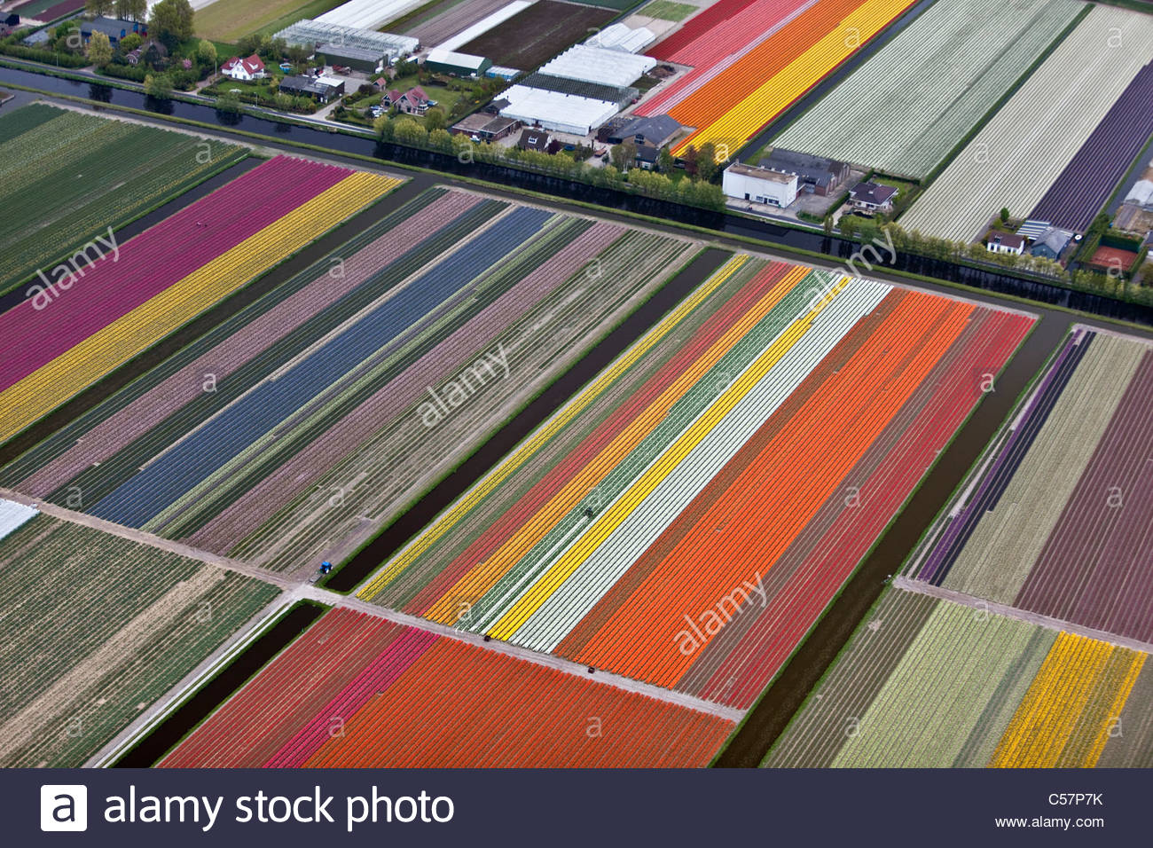 Tulip Fields Holland Aerial Stock Photos & Tulip Fields Holland Aerial ...