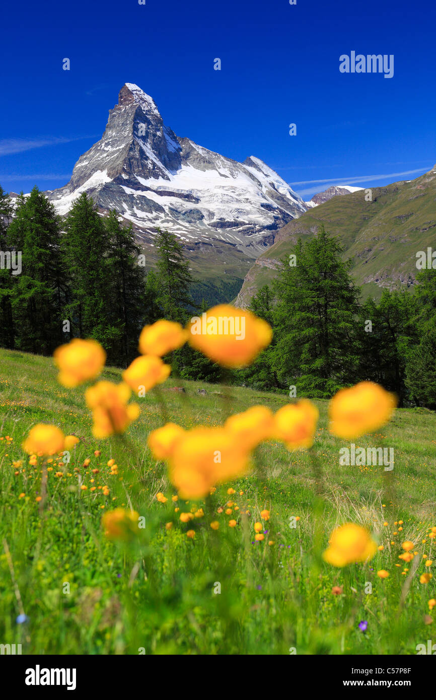 Alps, Alpine flora, Alpine panorama, view, mountain, mountain flora ...