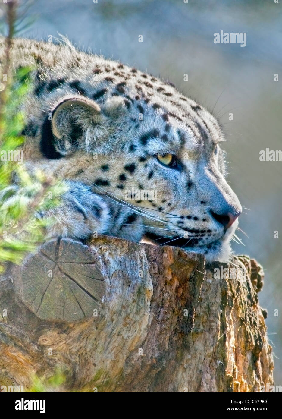 Snow Leopard (uncia uncia) Indeever, Marwell Wildlife, UK Stock Photo ...