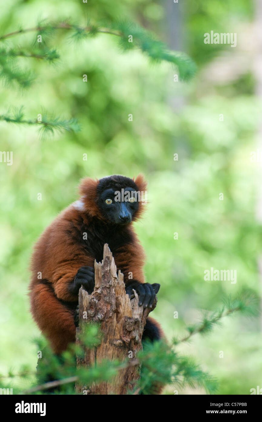 a beautiful red ruffed lemur (Varecia rubra Stock Photo - Alamy