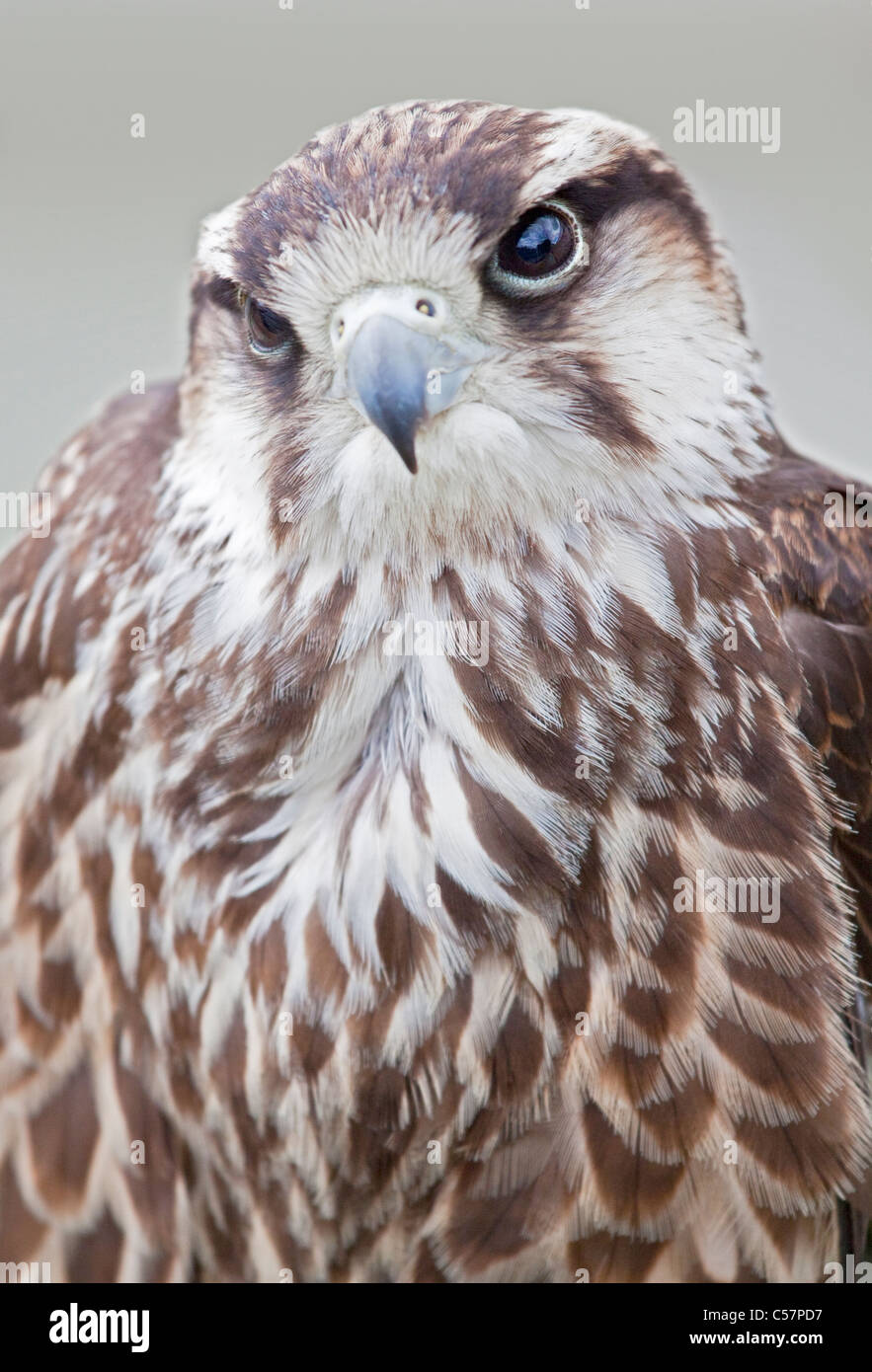 Lanner Falcon (Falco biarmicus Stock Photo - Alamy