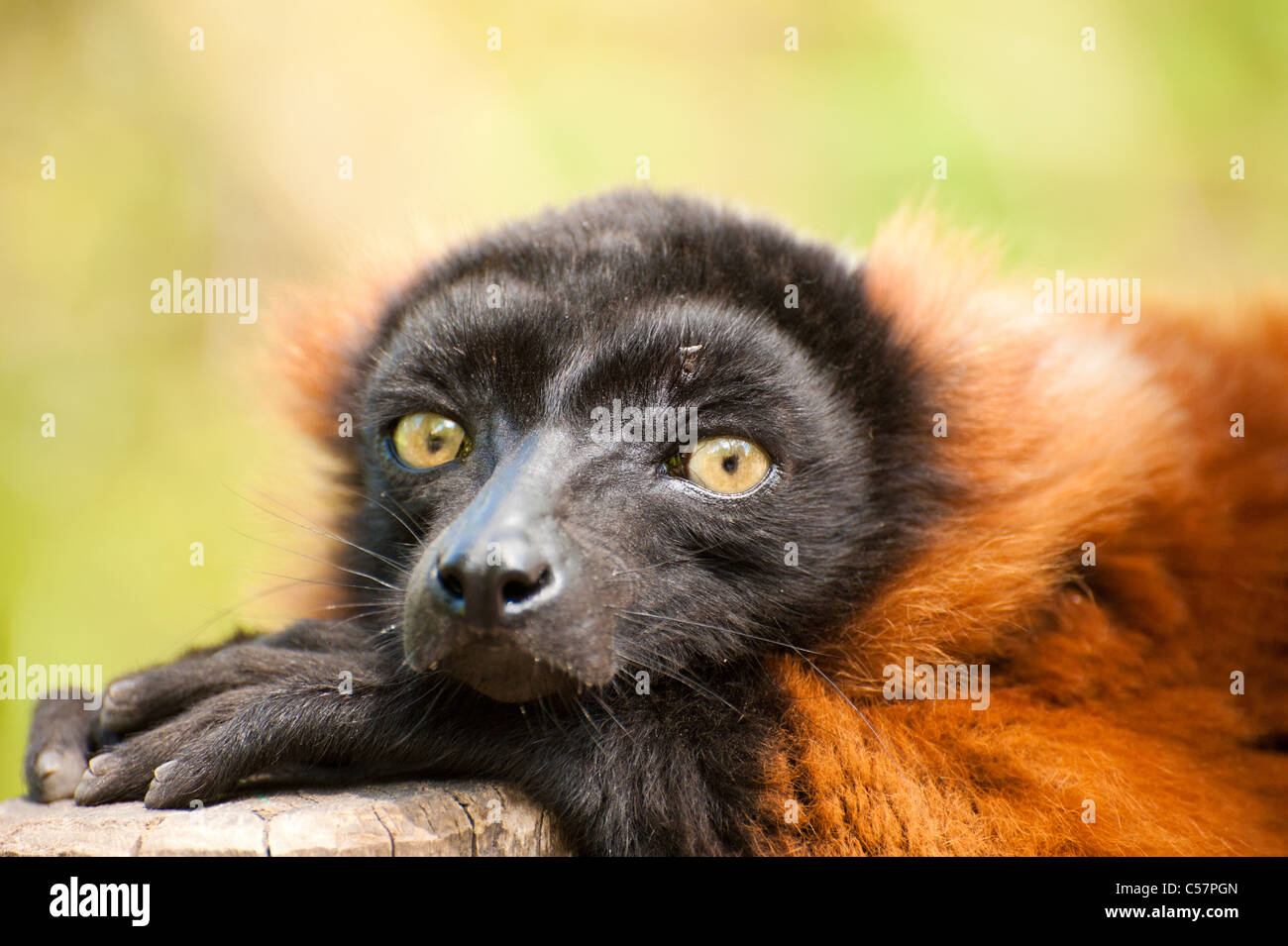 a beautiful red ruffed lemur (Varecia rubra Stock Photo - Alamy