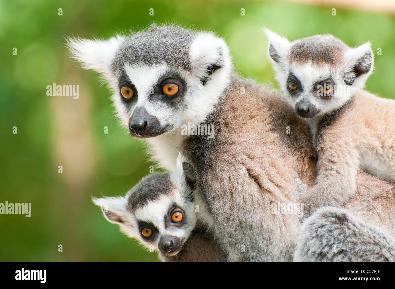 Madagascar Movie Baby Lemur