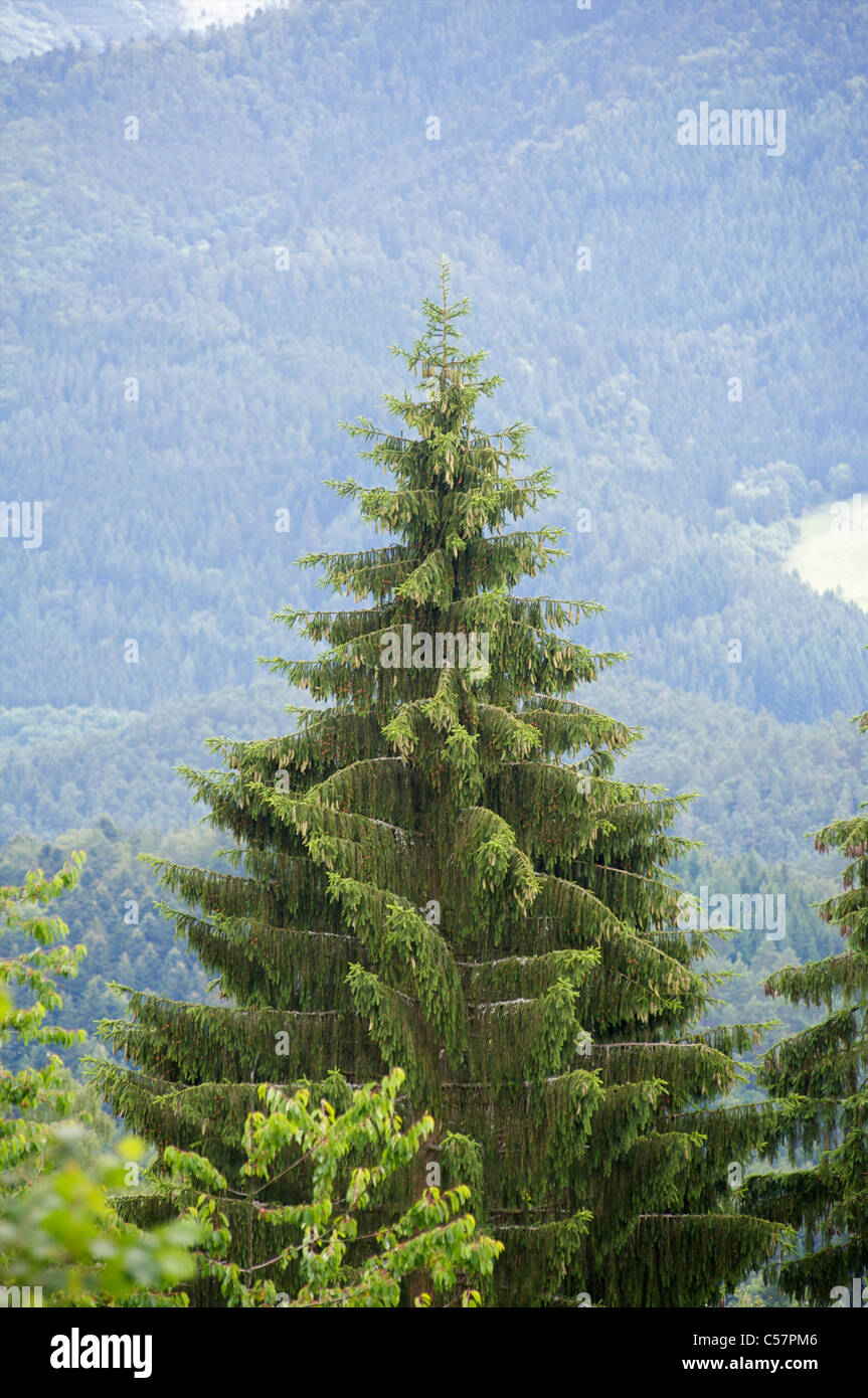 Trees in black forest germany hi-res stock photography and images - Alamy