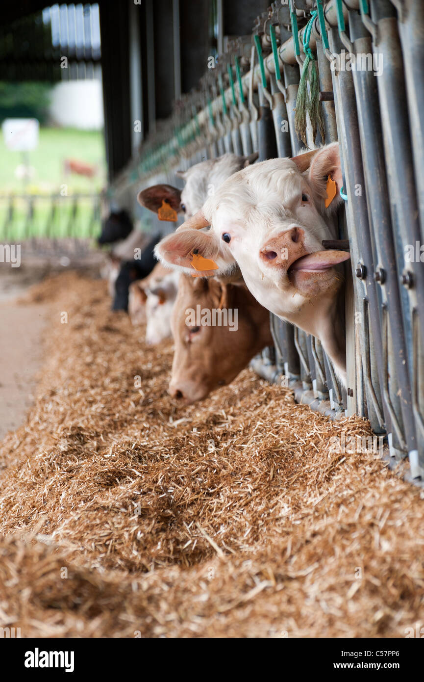 Cows on the farm eating through the fence Stock Photo - Alamy