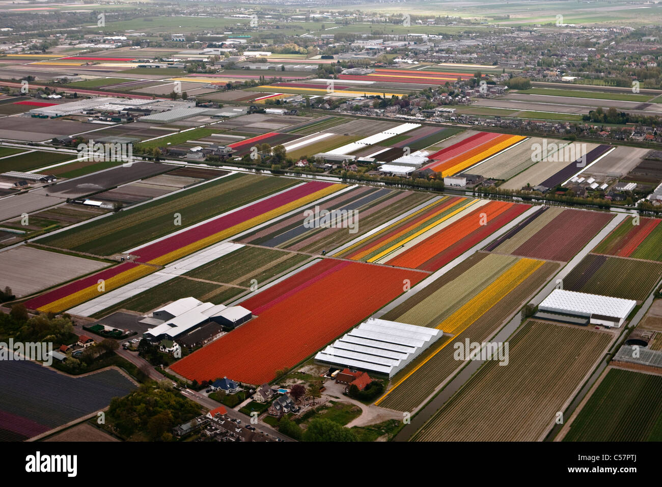 The Netherlands, Lisse, Flowering bulb fields, mainly tulip. Aerial ...