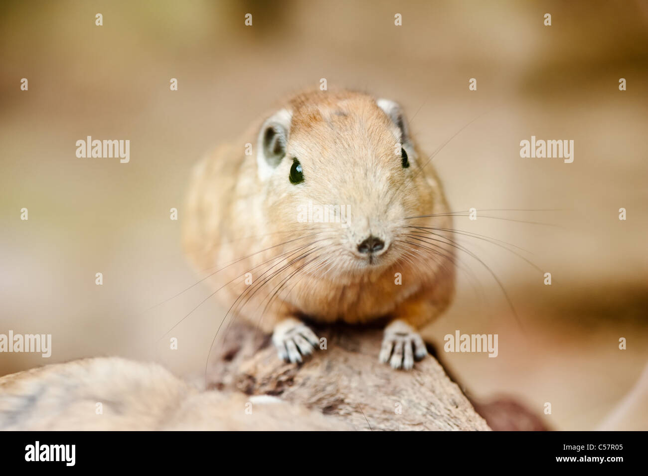 gundis are unusual rodents from north africa Stock Photo - Alamy