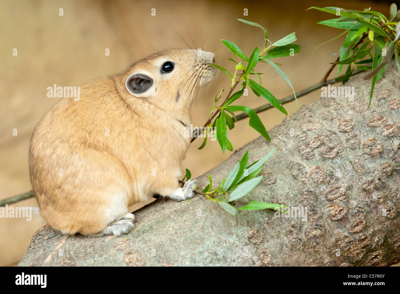 gundis are unusual rodents from north africa Stock Photo - Alamy