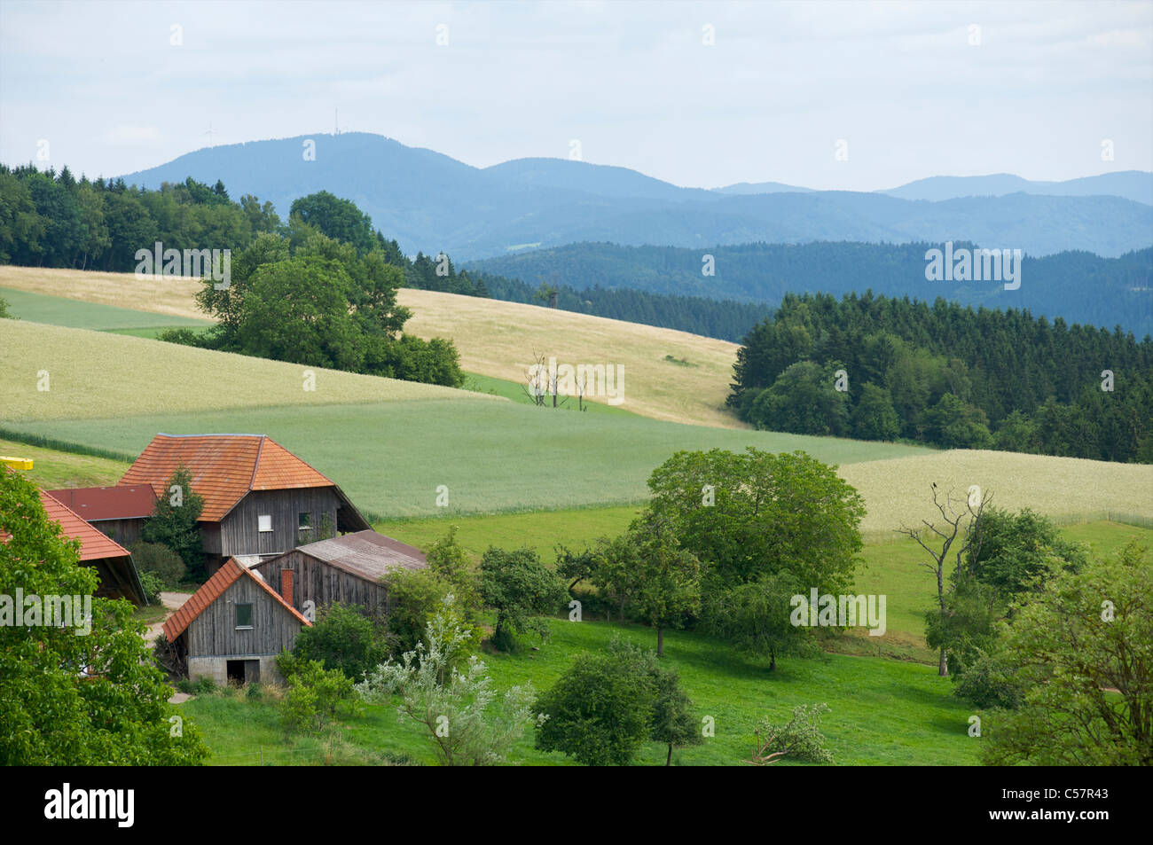 A farmhouse with barns in a green landscape in Schwarzwald, Baden ...