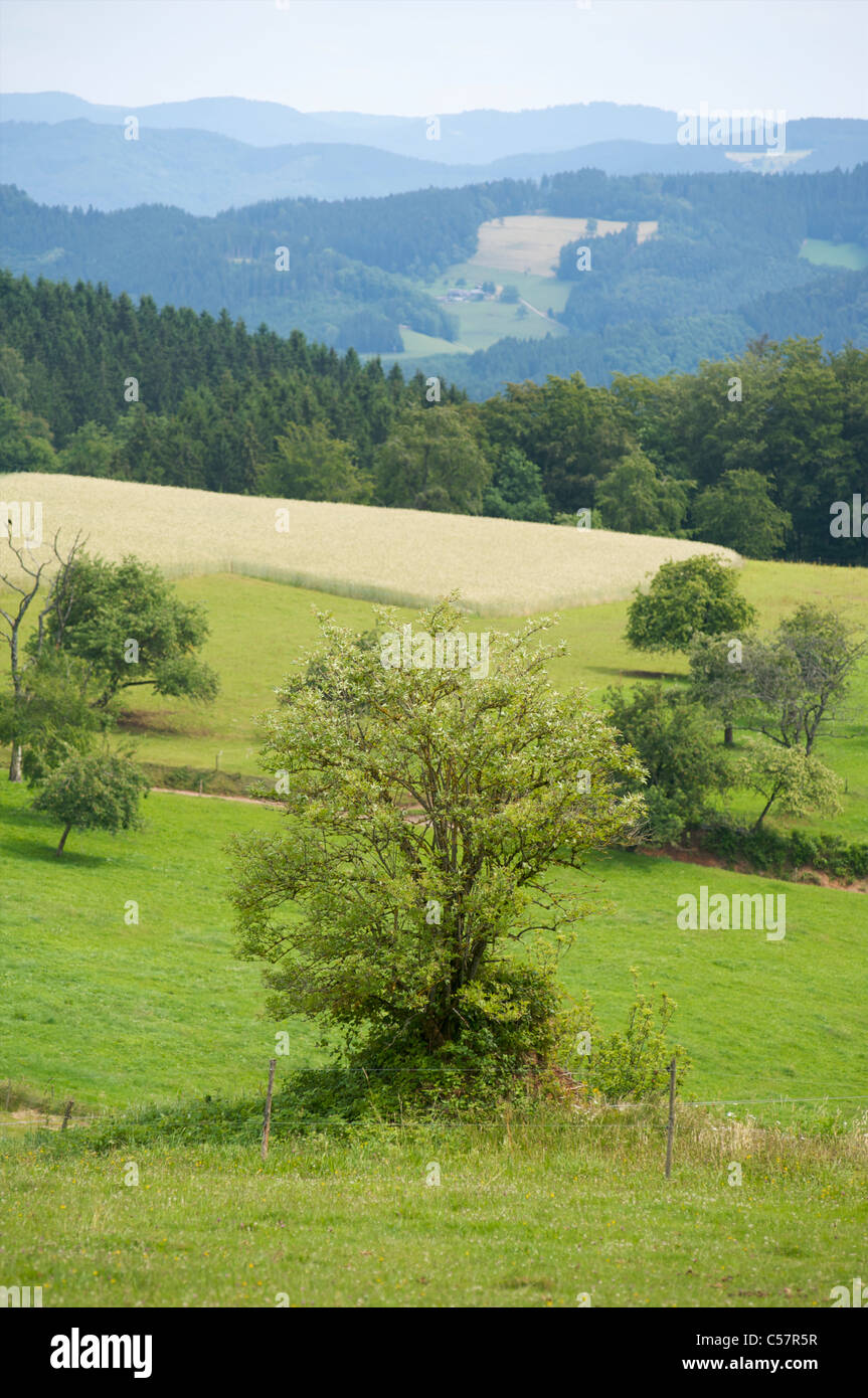 Black forest schwarzwald germany trees hi-res stock photography and ...