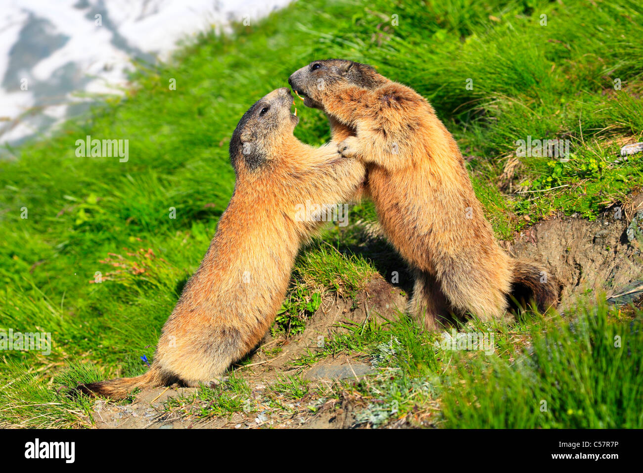 2, Alps, marmot, groundhog, Alpine fauna, Alpine, mountain, fauna ...