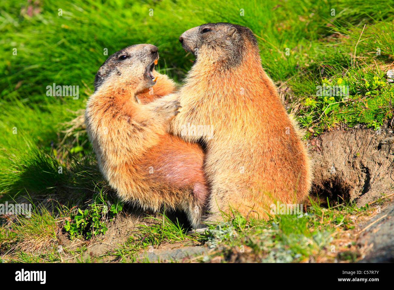 2, Alps, marmot, groundhog, Alpine fauna, Alpine, mountain, fauna ...