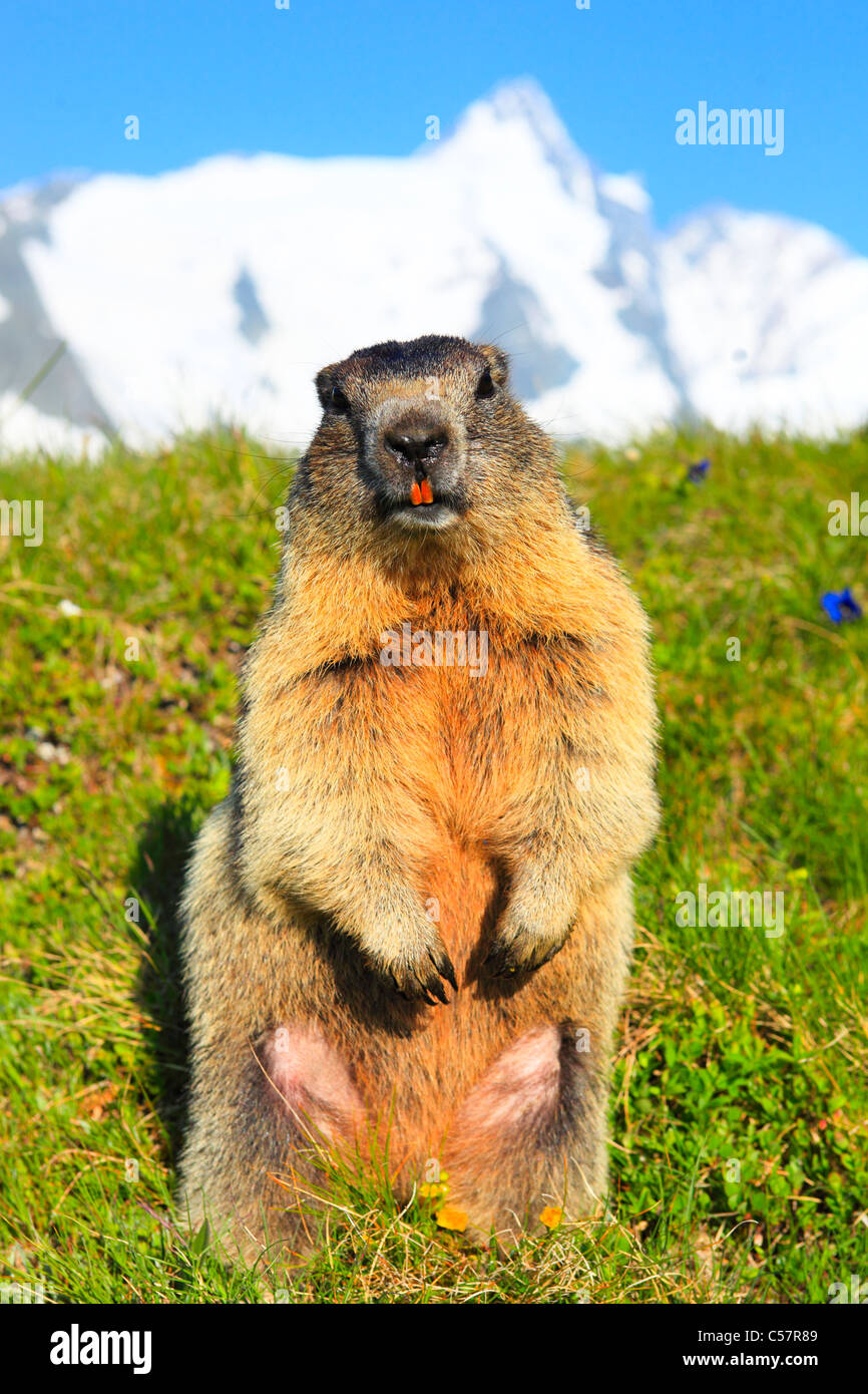 1, Alps, marmot, groundhog, Alpine fauna, Alpine panorama, Alpine ...